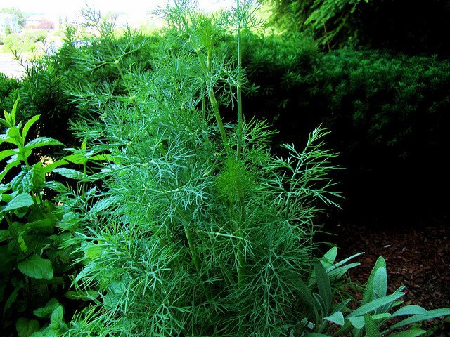 Mărar, un calmant natural | Diversificare.ro